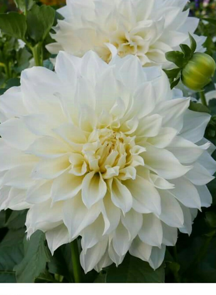 ダリア属 (Dahlia) 花言葉，毒性，よくある質問 - PictureThis