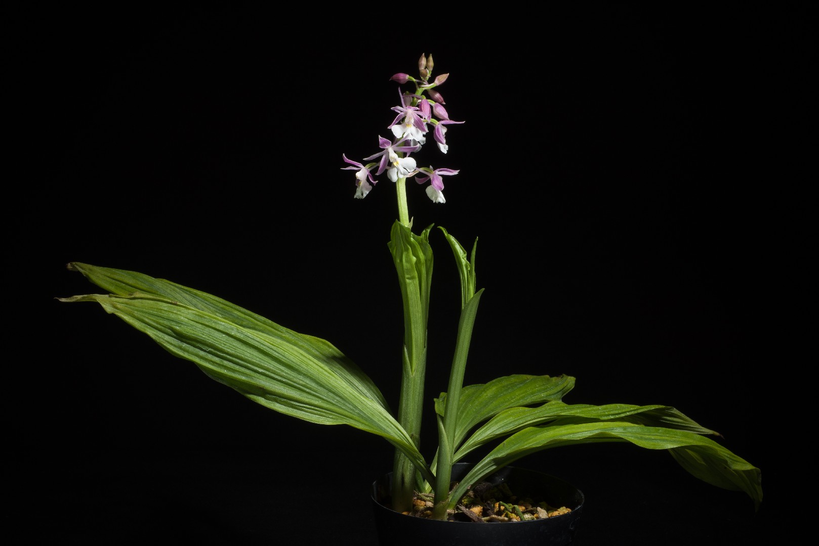 Calanthe aristulifera - PictureThis