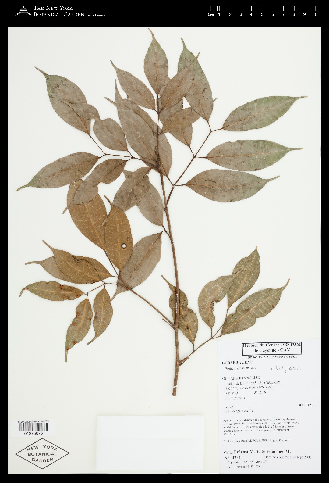 Protium gallicum - PictureThis