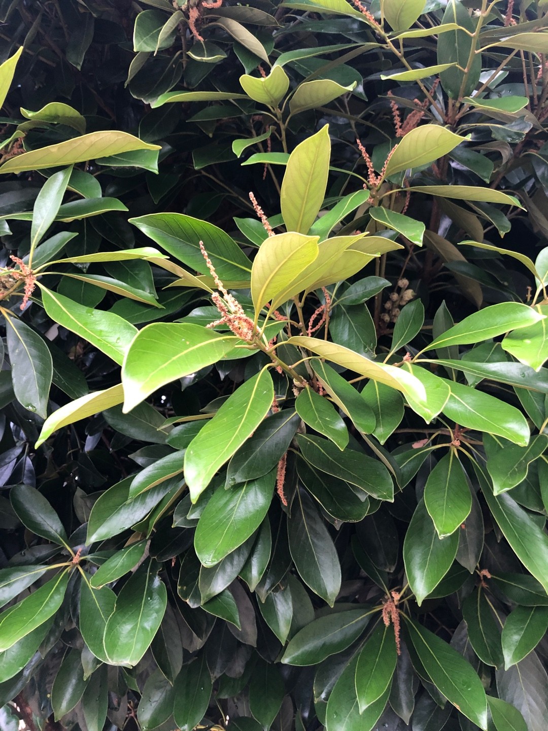 Lithocarpus henryi - PictureThis