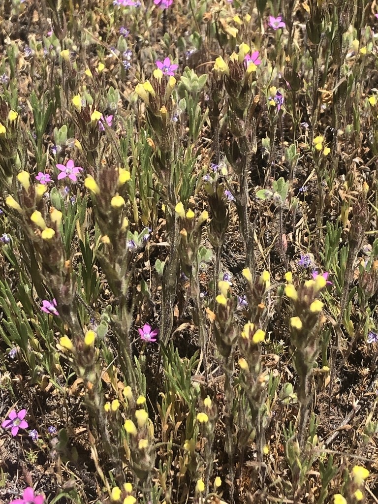 Castilleja tenuis - PictureThis