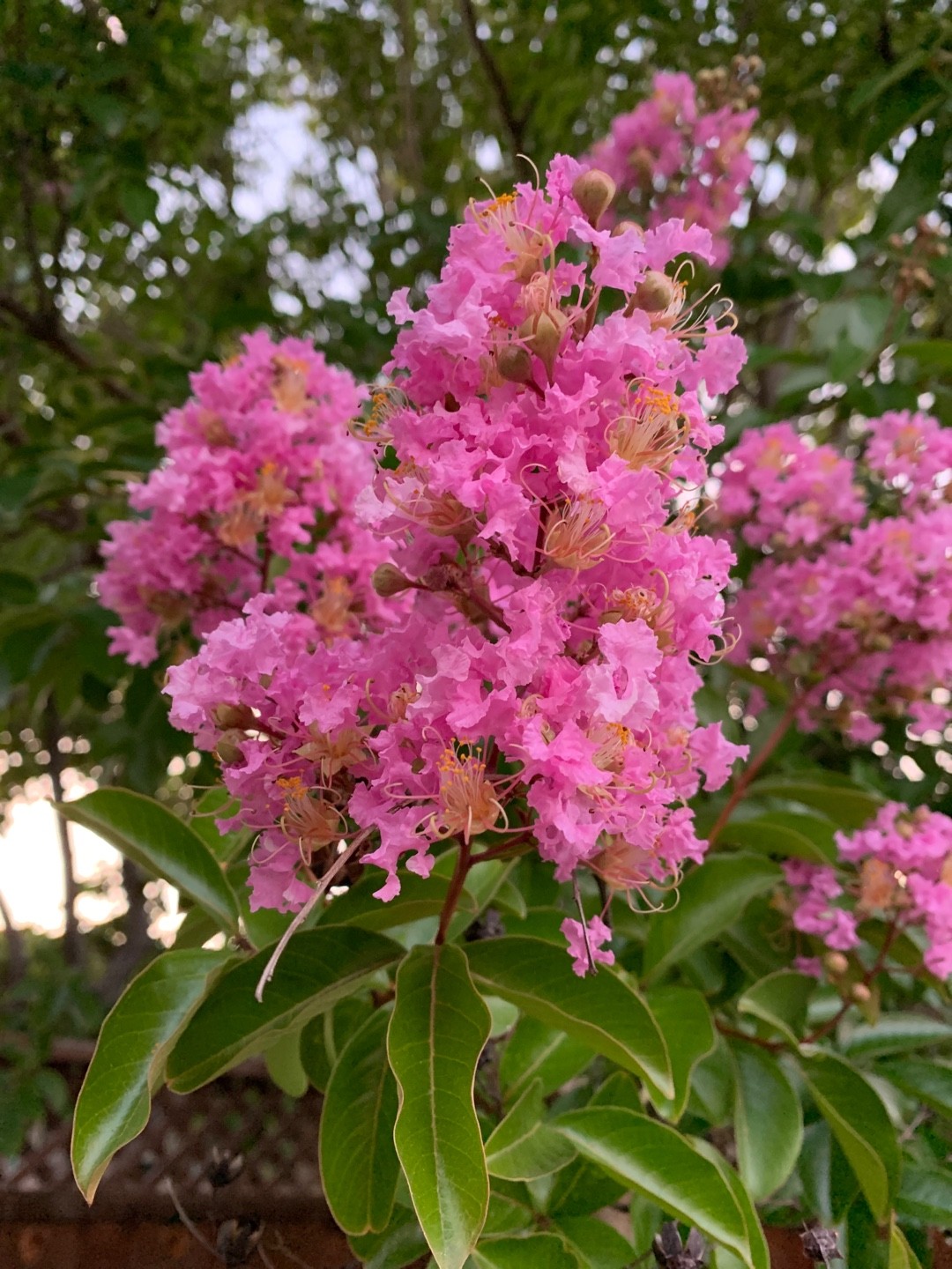 Lagerstroemia - PictureThis