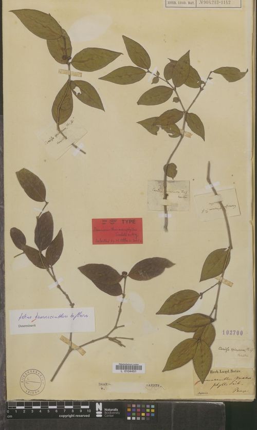 Damnacanthus macrophyllus - PictureThis