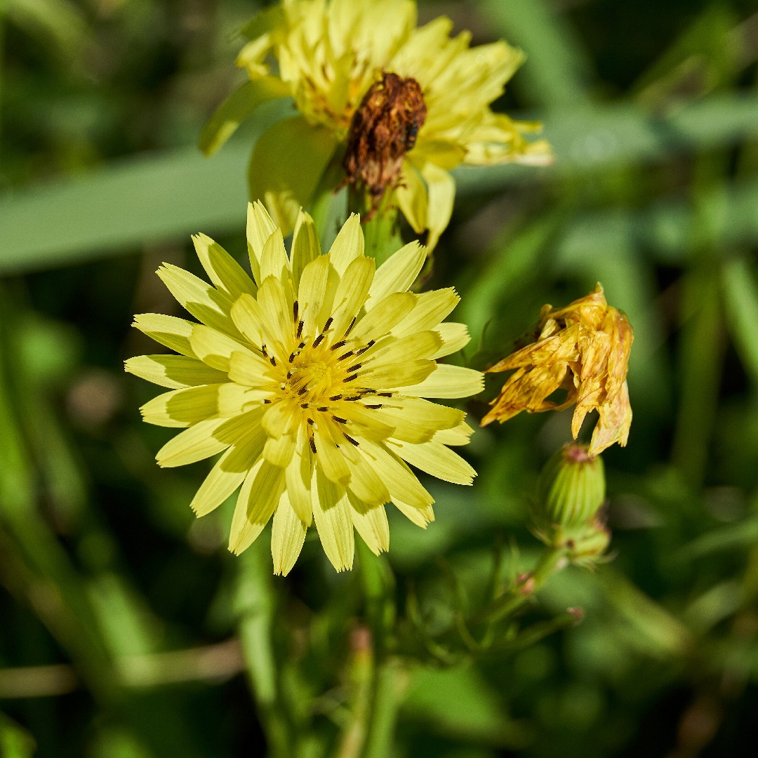 Pyrrhopappus pauciflorus - PictureThis
