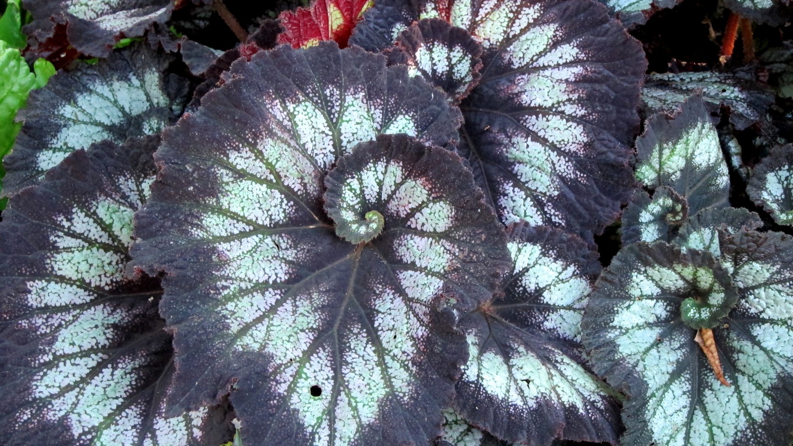 Painted-leaf begonia (Begonia rex) Flower, Leaf, Care, Uses - PictureThis