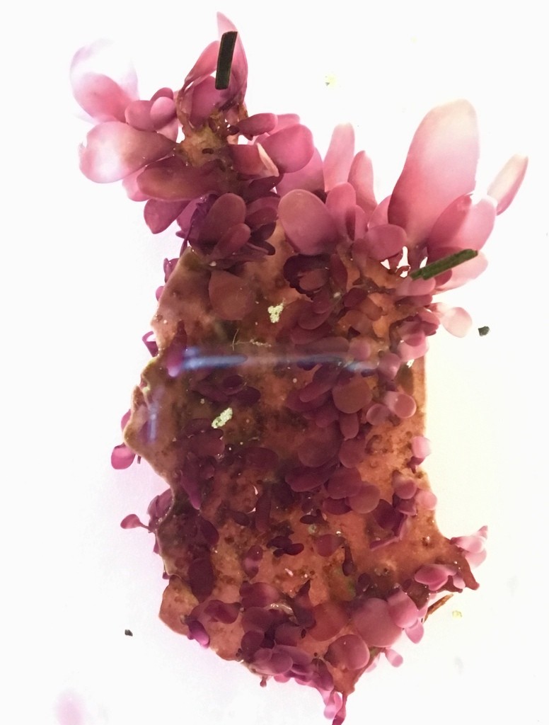 Iridescent algae (Mazzaella) Flower, Leaf, Care, Uses - PictureThis