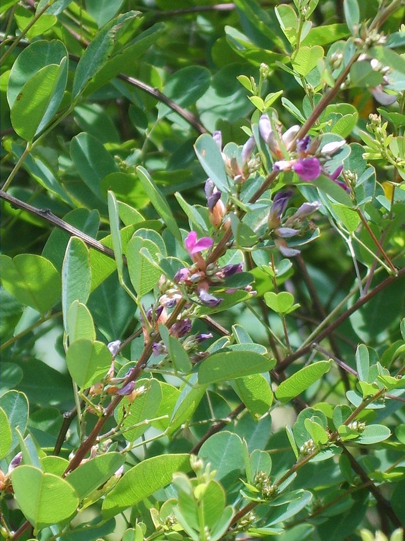 Leafy lespedeza (Lespedeza cyrtobotrya) Flower, Leaf, Care, Uses ...
