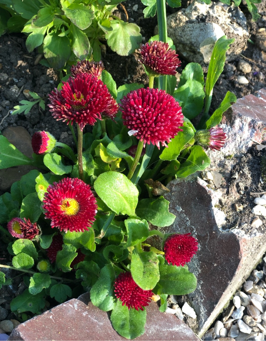 How to Plant and Grow Common daisy 'Rob Roy'(Bellis perennis 'Rob Roy')