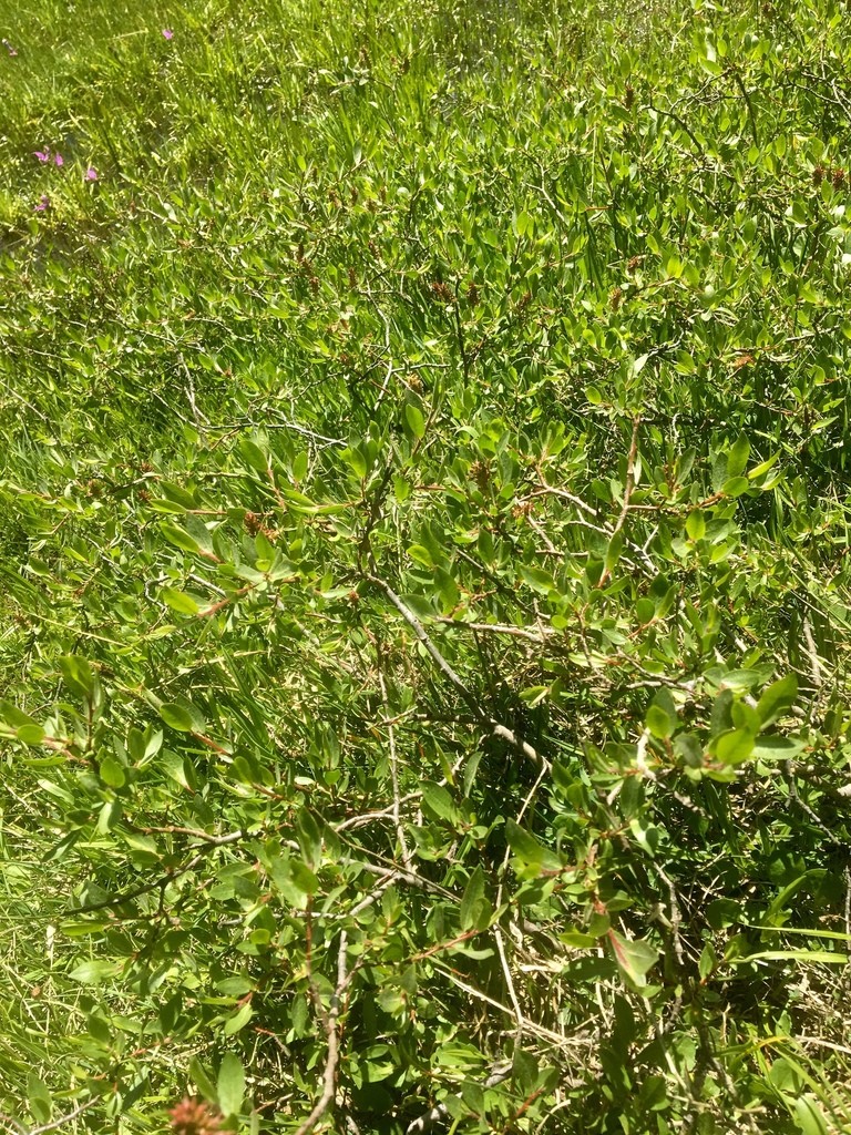 Willows (Salix) Flower, Leaf, Care, Uses - PictureThis