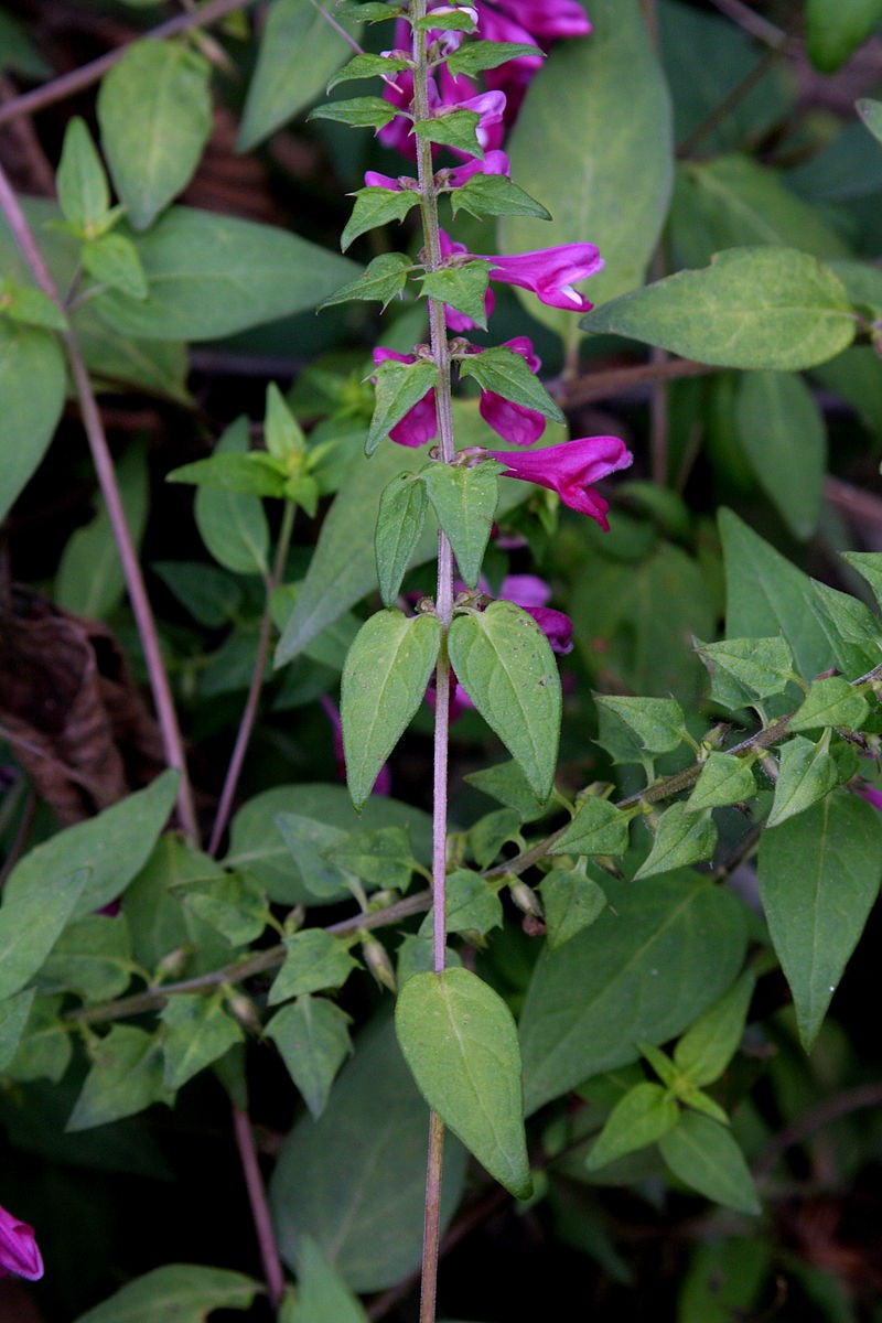 Rosy cow wheat (Melampyrum roseum) Flower, Leaf, Care, Uses - PictureThis