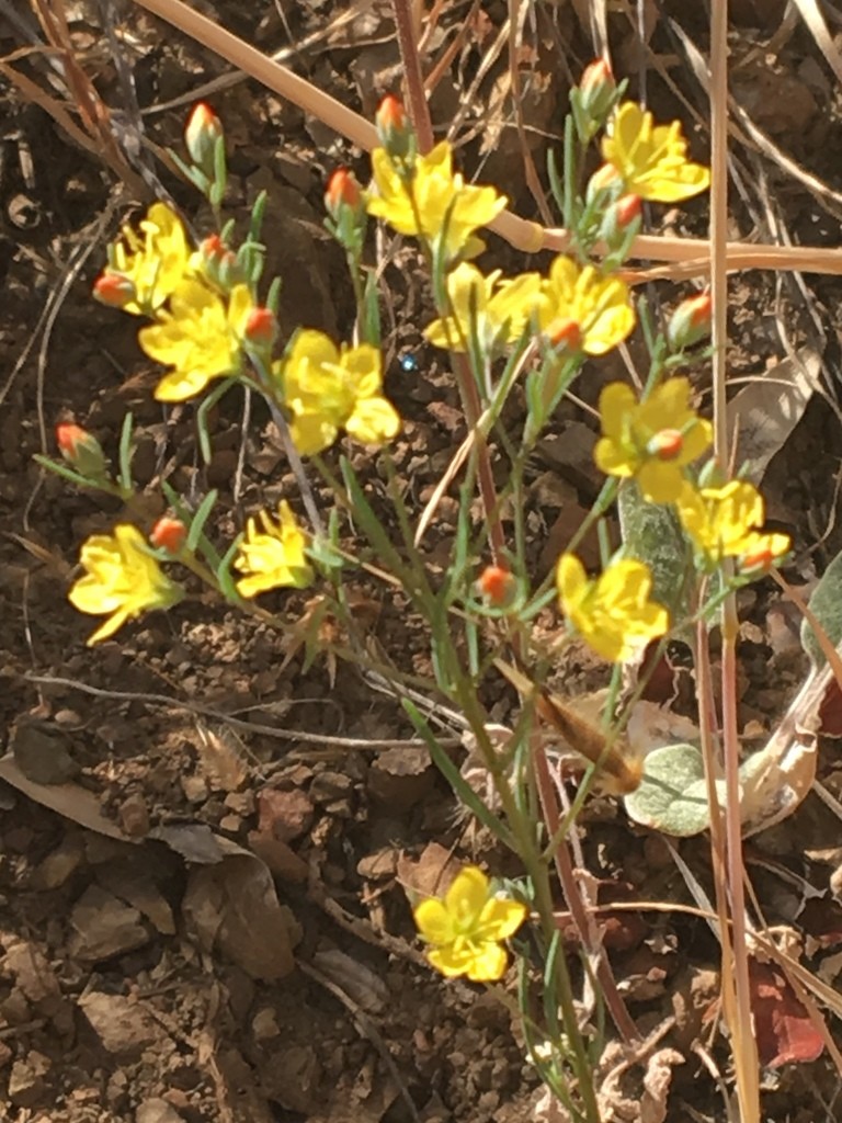 Brewer's dwarf-flax (Hesperolinon breweri) Flower, Leaf, Care, Uses ...
