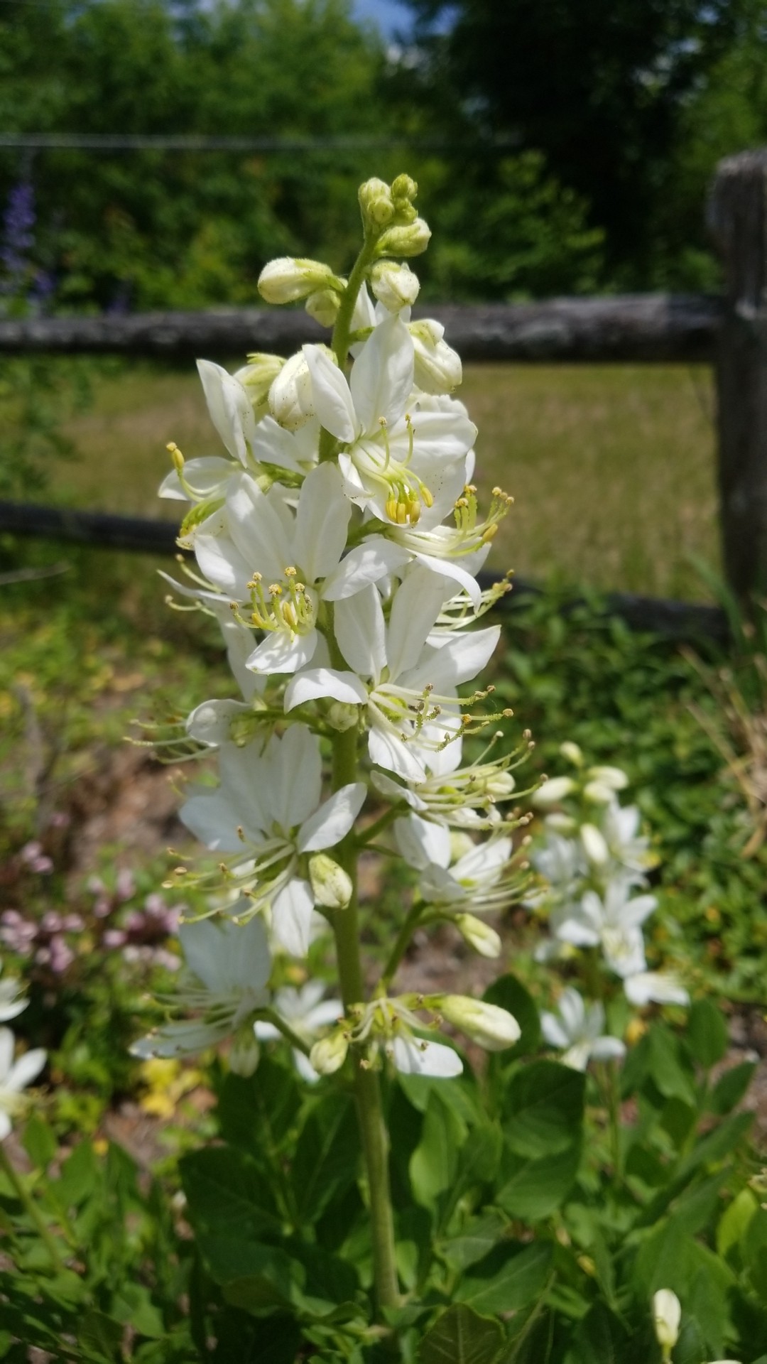 Dictamnus (Dictamnus) Flower, Leaf, Care, Uses - PictureThis