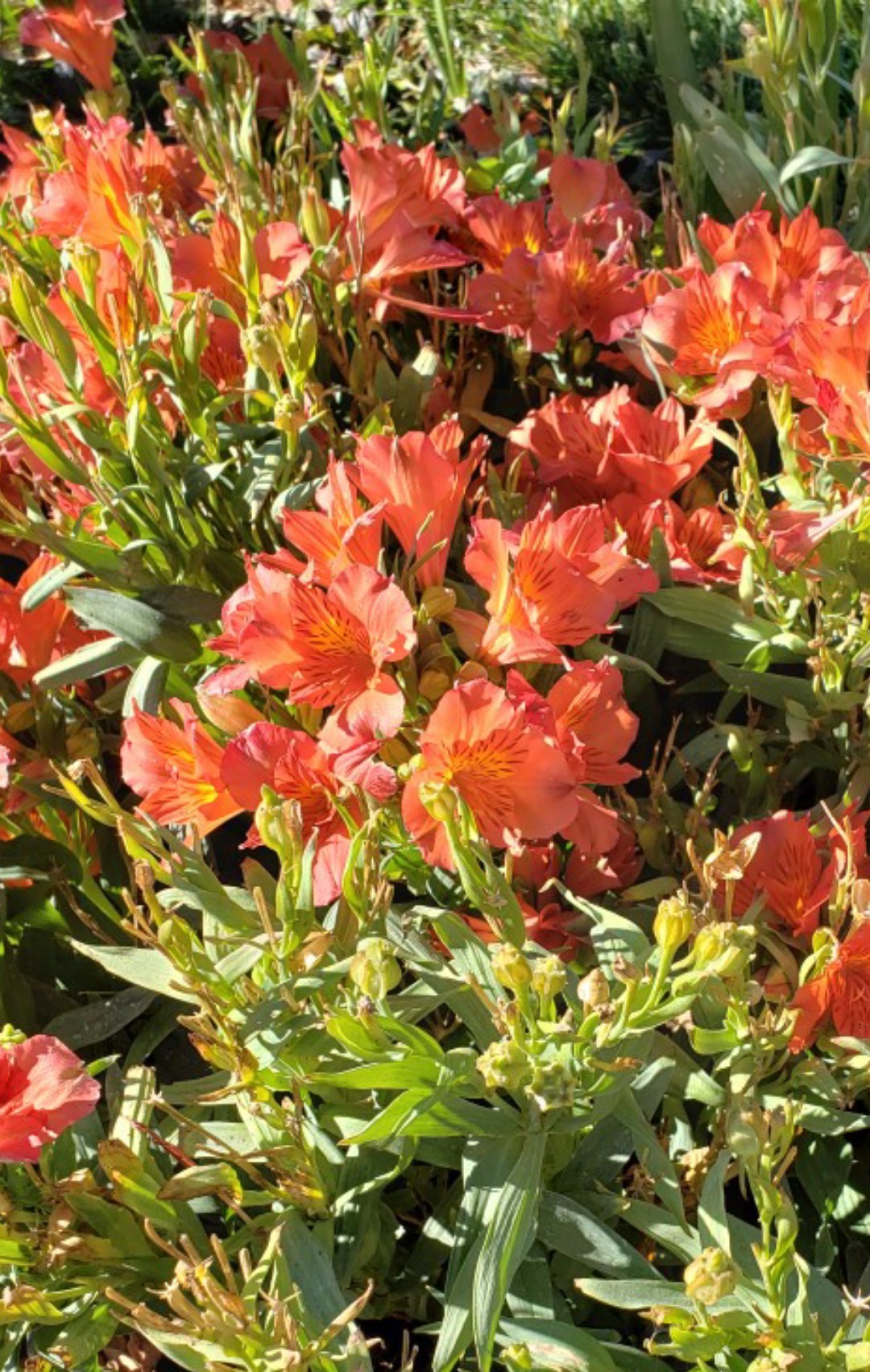 Alstroemeria 'Princess Amina' - PictureThis