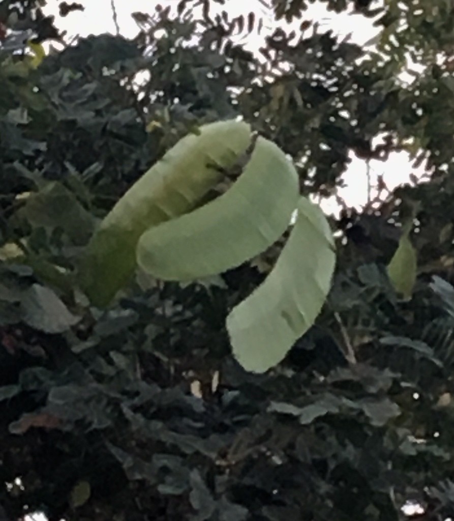 Entada polystachya - PictureThis