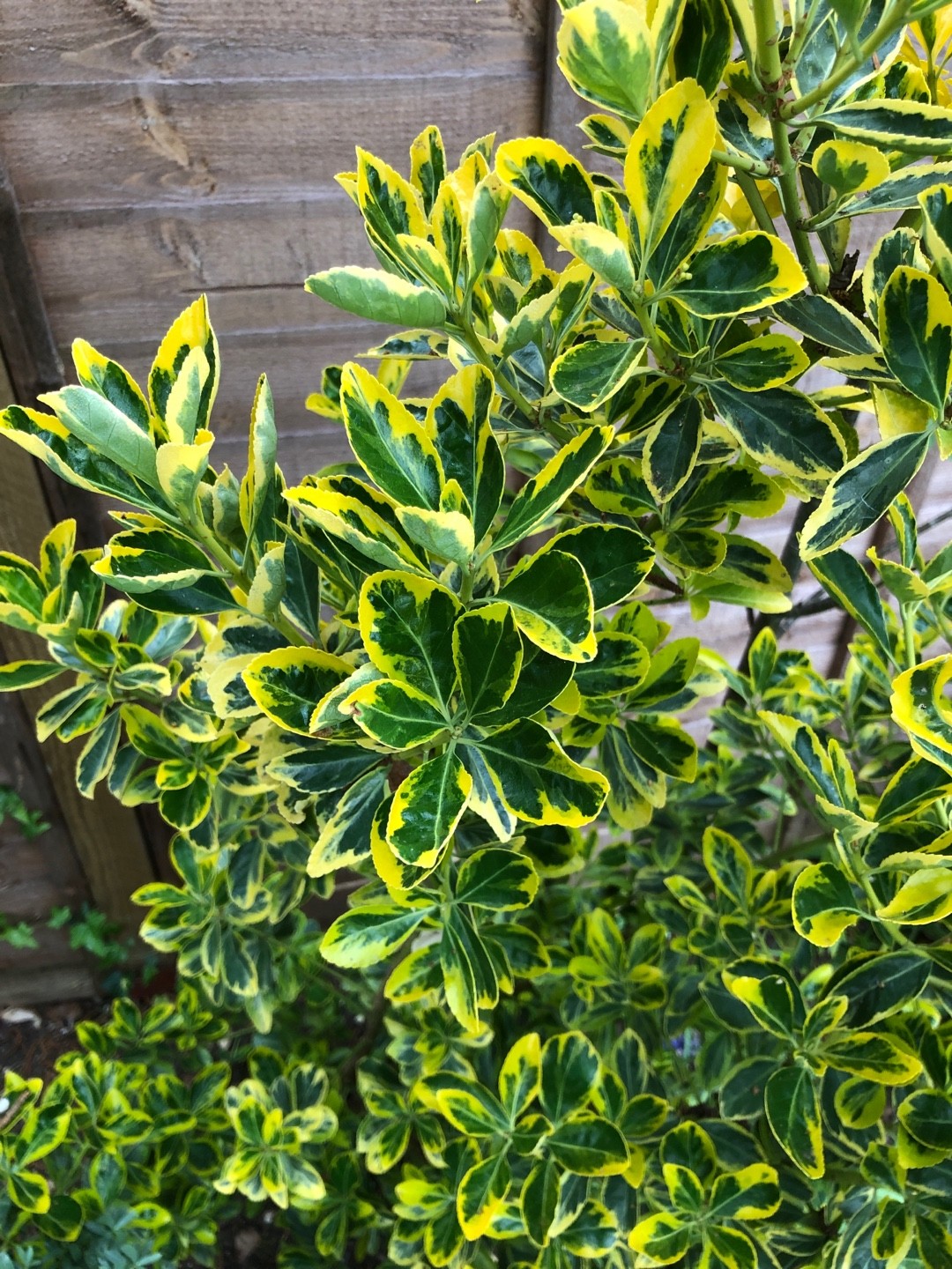 Euonymus Japnicus Ovatus Aureus Japanese Spindle Hedging Euonymus