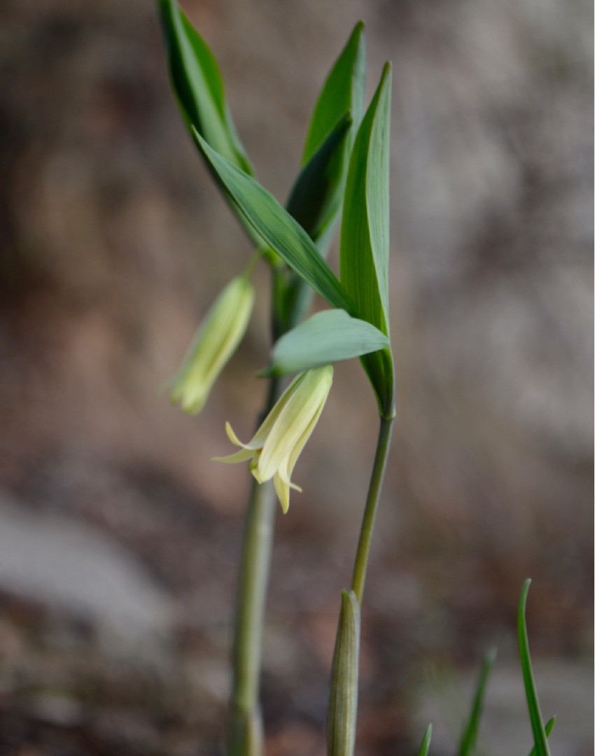 Bellwort de montaña (Uvularia puberula) - PictureThis