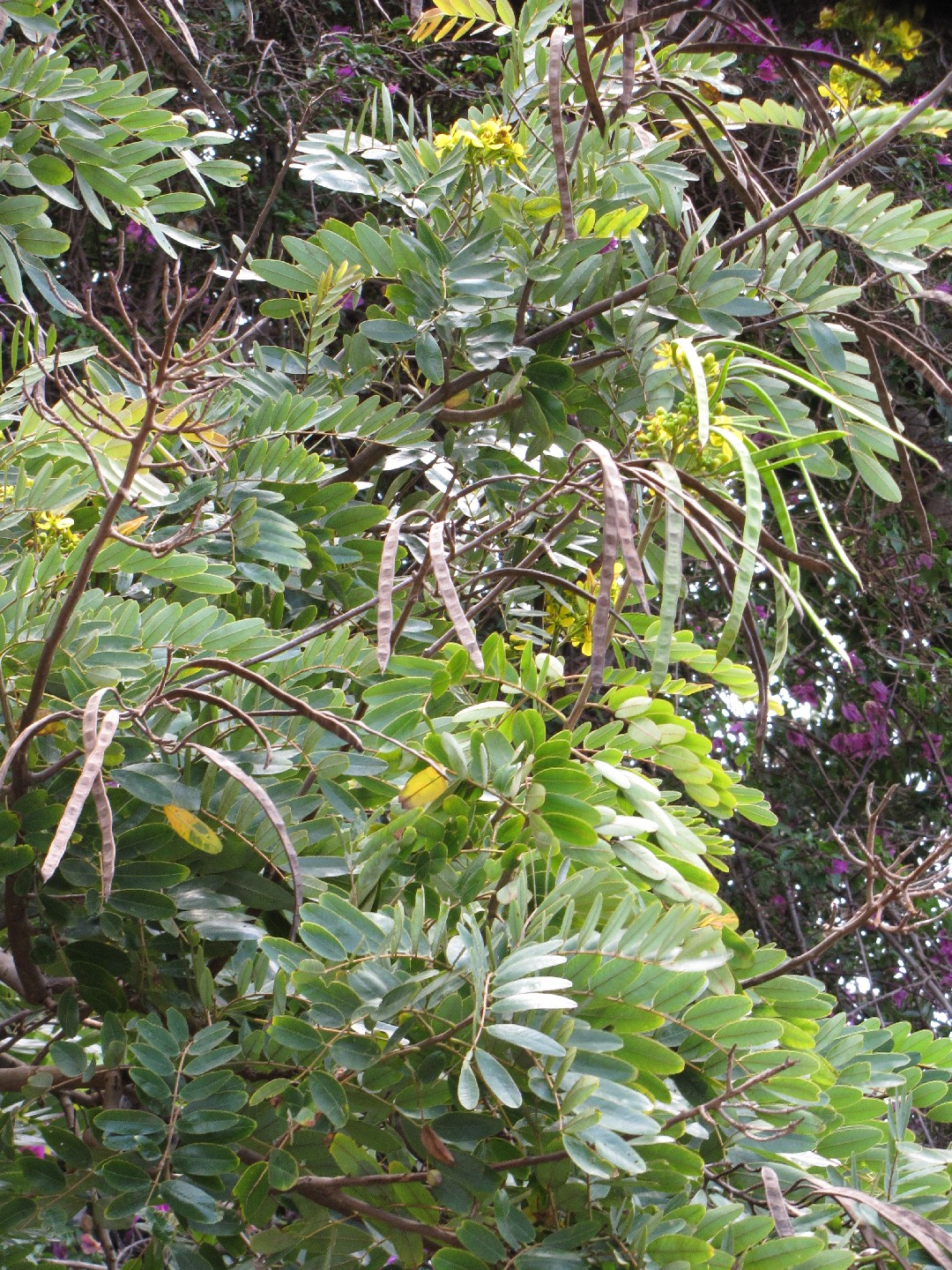 Siamese cassia (Senna siamea) Flower, Leaf, Care, Uses - PictureThis