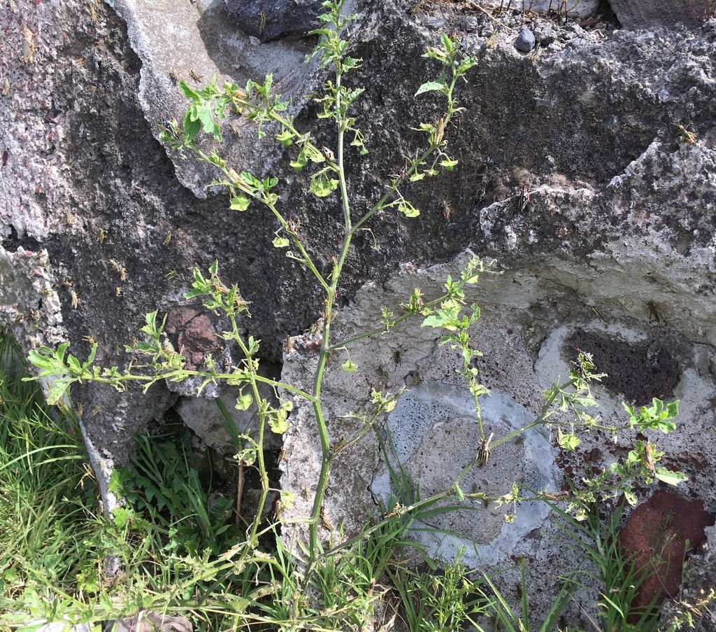 Cachimbo (Jaltomata procumbens) - PictureThis