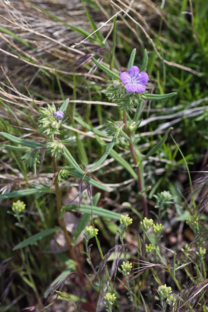 Koelpinia linearis - PictureThis