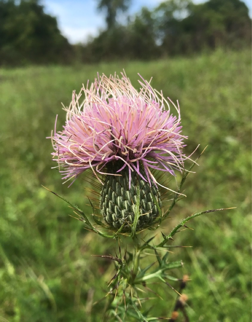 Cirsium discolor - PictureThis