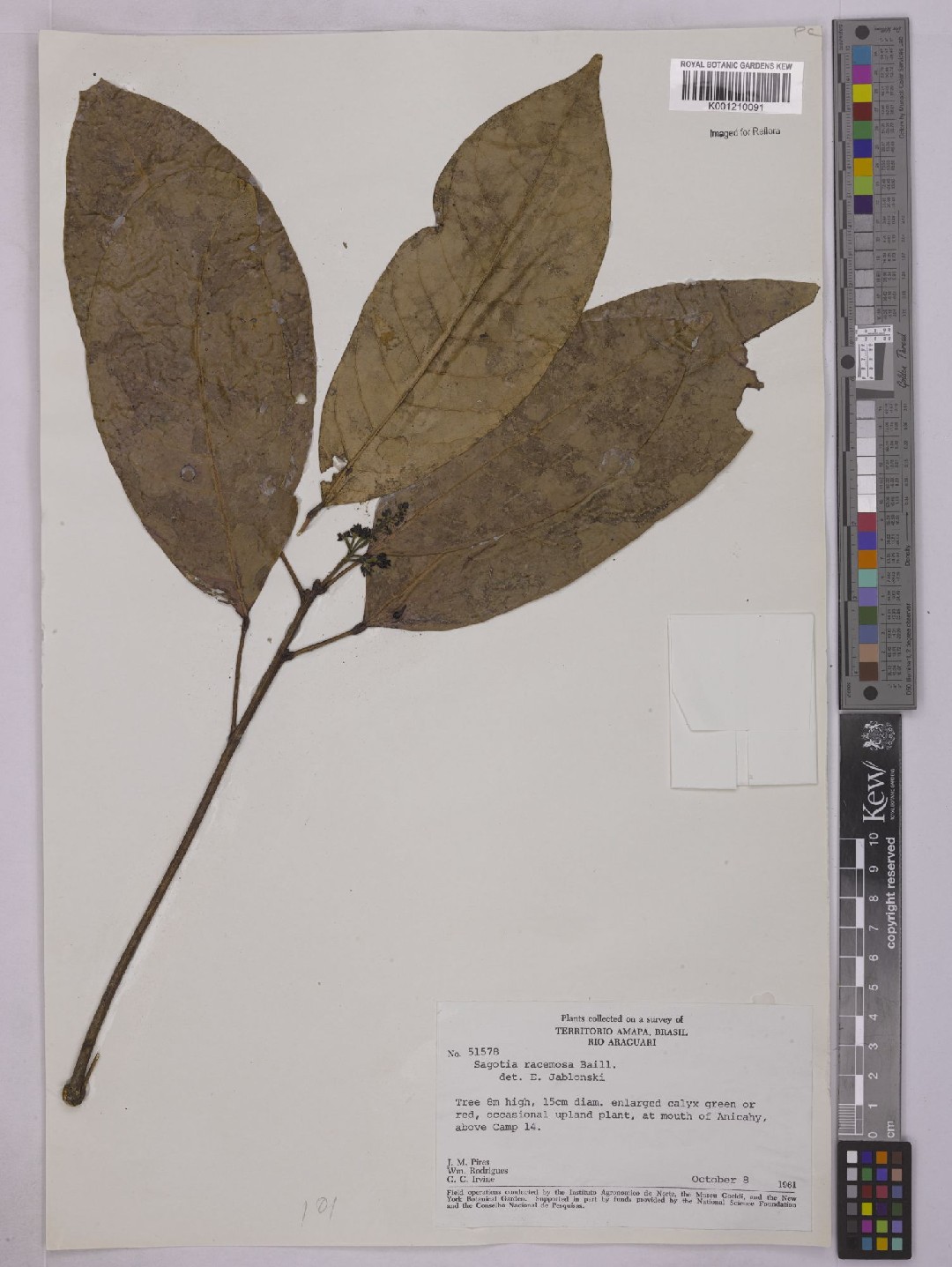 Sagotia racemosa - PictureThis