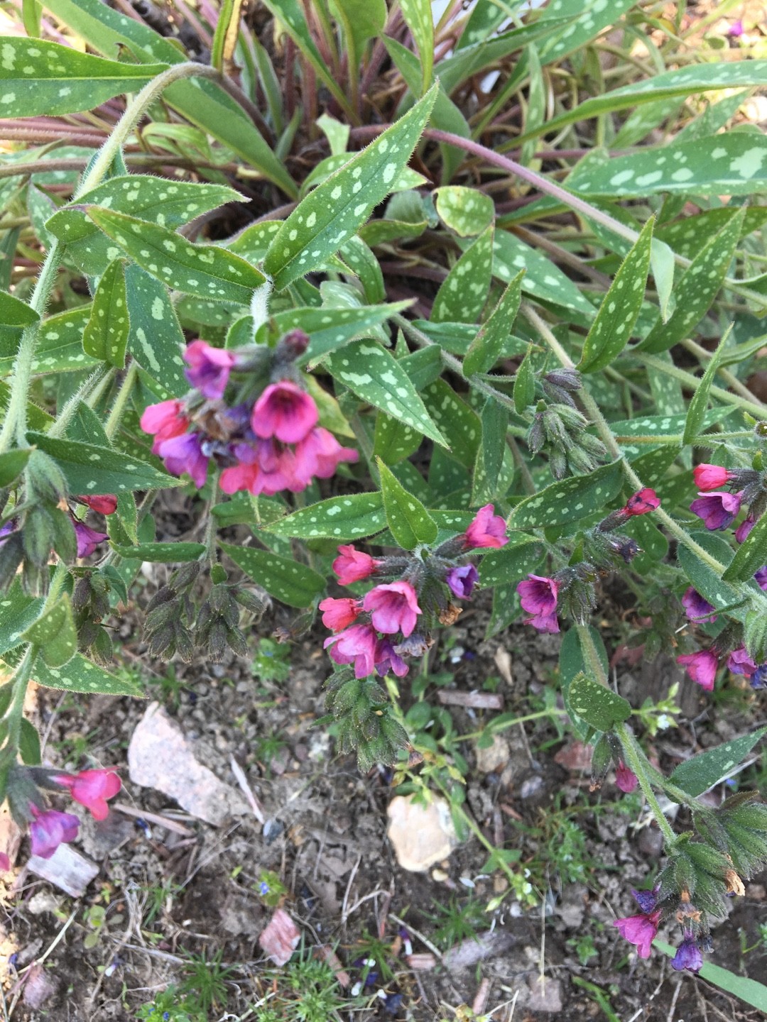 Pulmonaria 'Raspberry Splash' - PictureThis