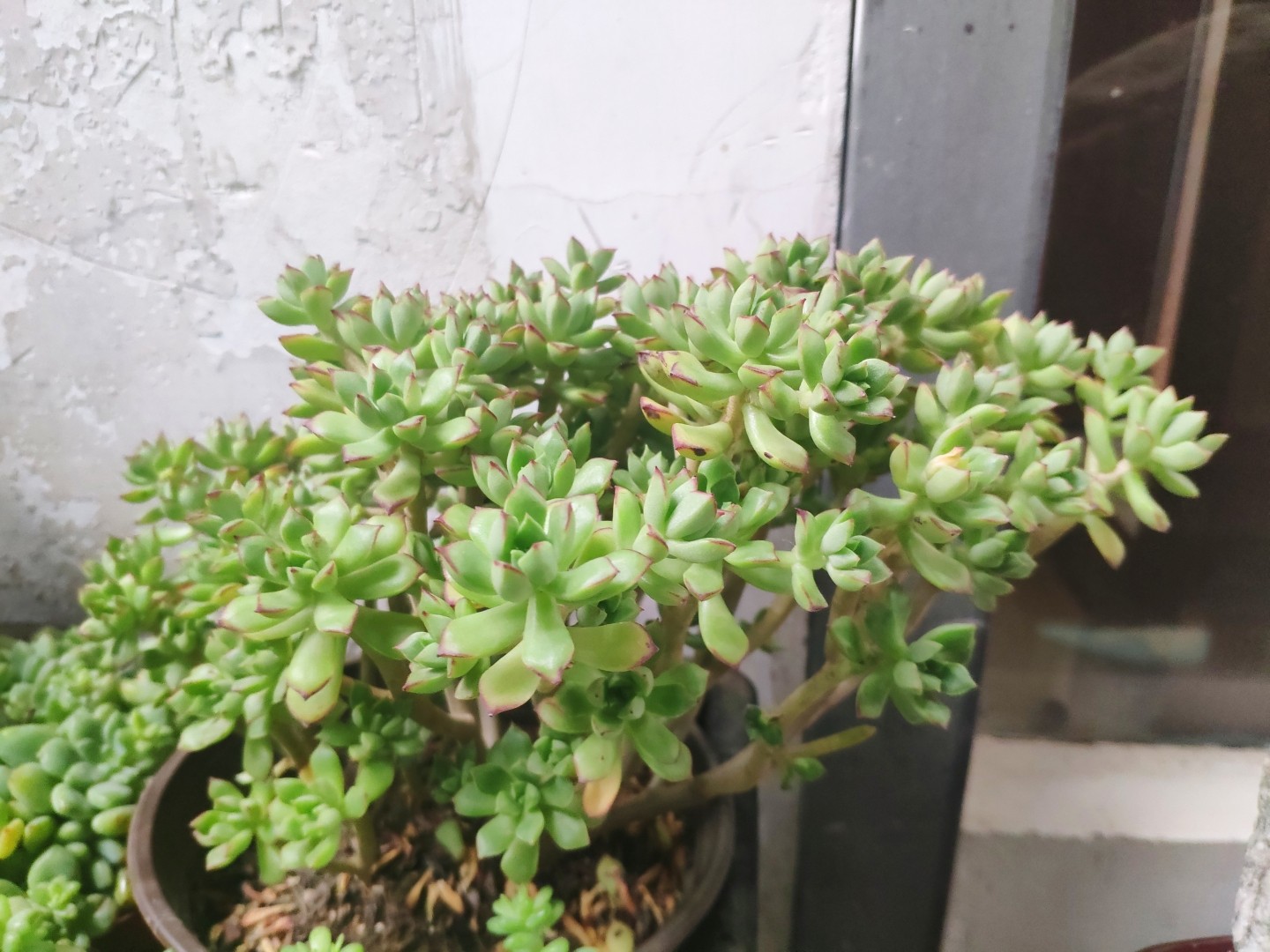 Gather multiple (Echeveria supia) Flower, Leaf, Care, Uses - PictureThis