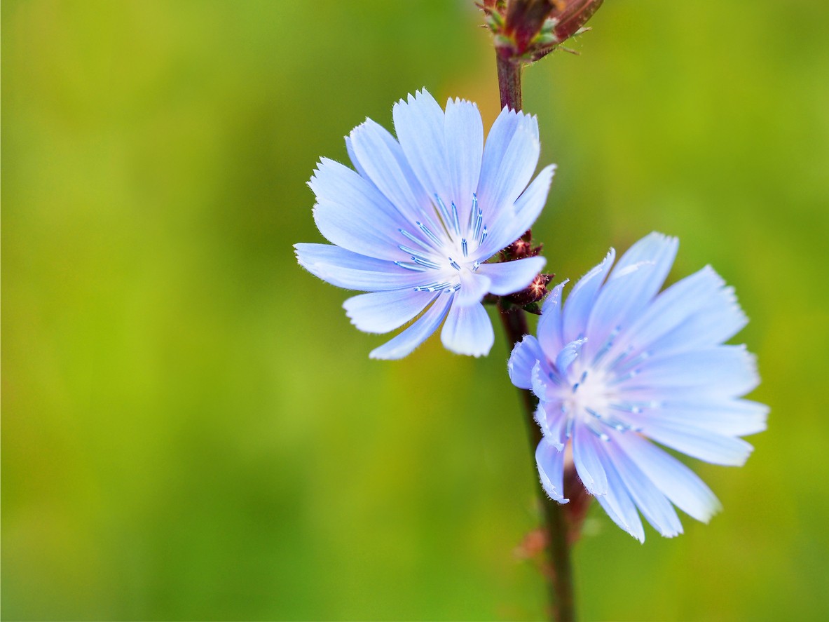 Cichorium Care (Watering, Fertilize, Pruning, Propagation) - PictureThis