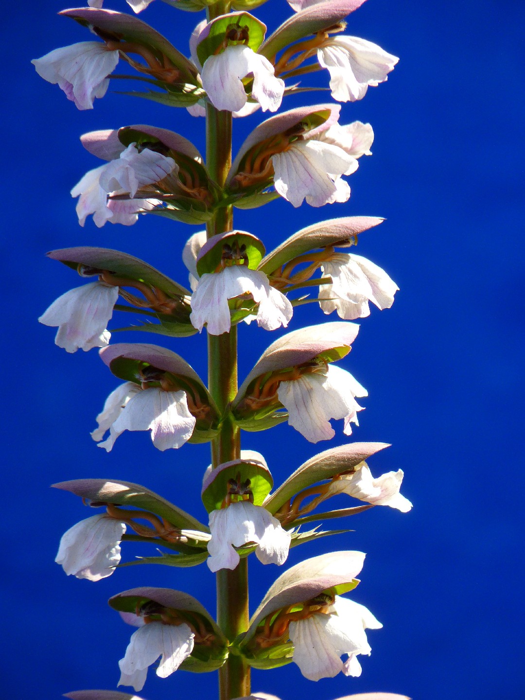 Acanthus hungaricus - PictureThis
