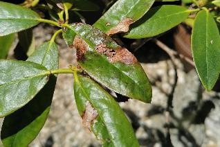 Diseases Of Black Gum Trees - Infoupdate.org