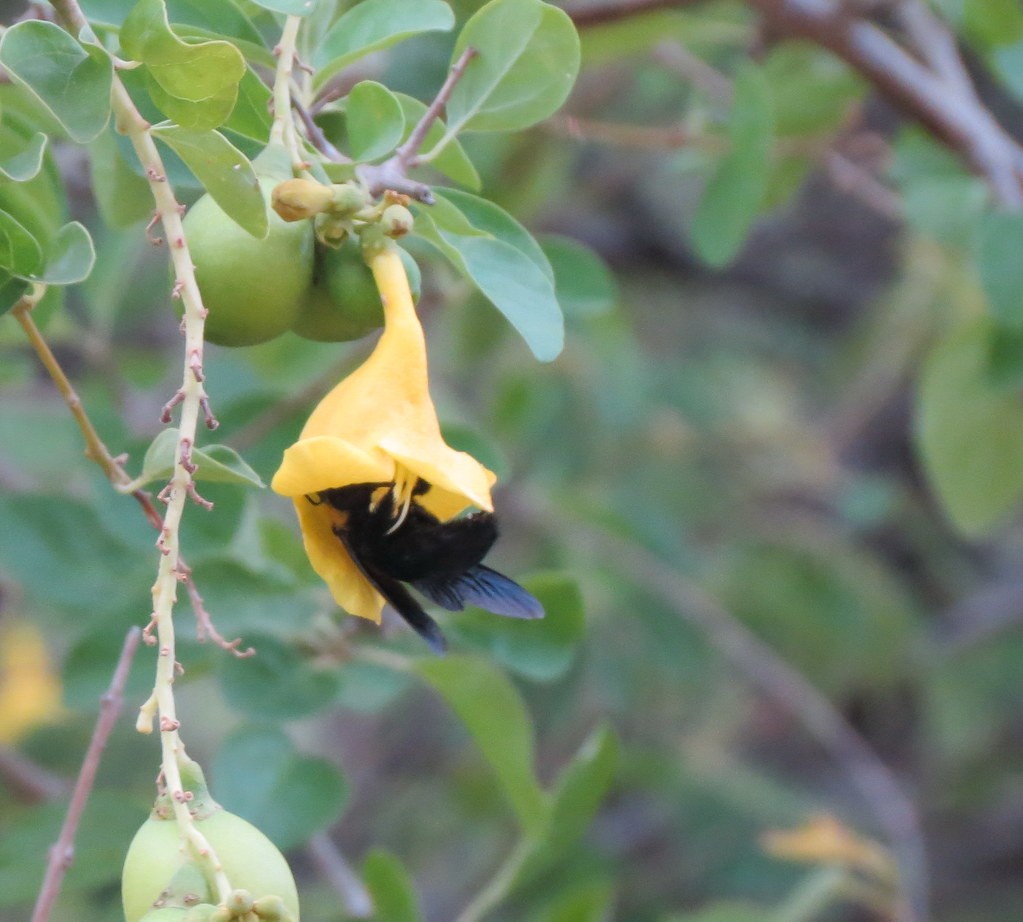 Gmelina asiatica - PictureThis