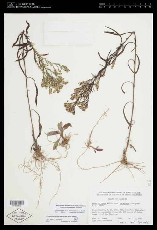 Symphyotrichum parviceps 花言葉，毒性，よくある質問 - PictureThis