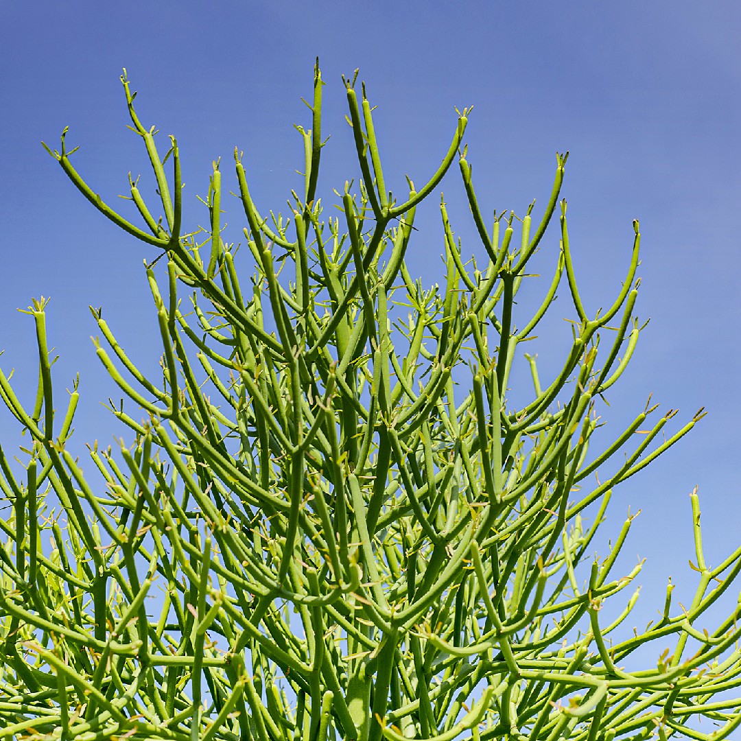 What type of sunlight does Pencil cactus need? - PictureThis
