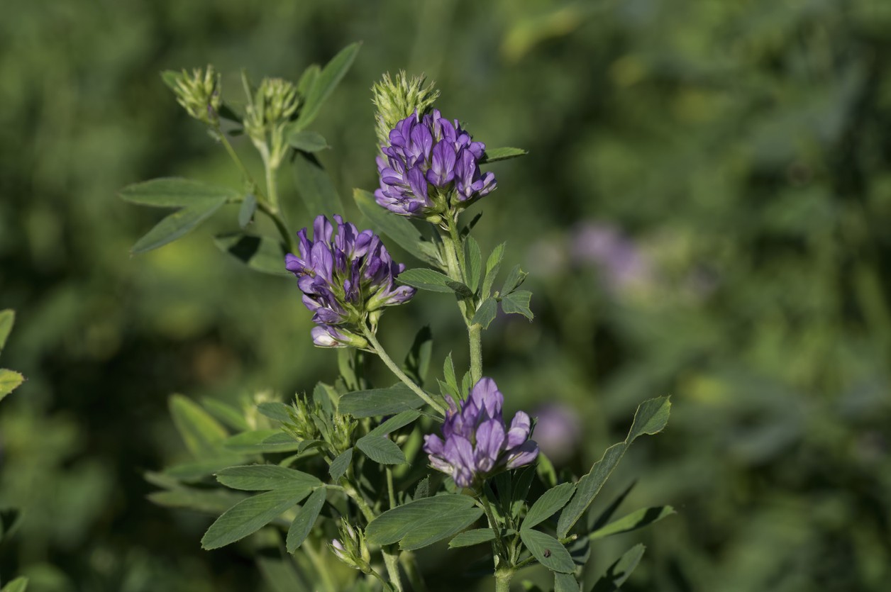 Medicago ruthenica - PictureThis