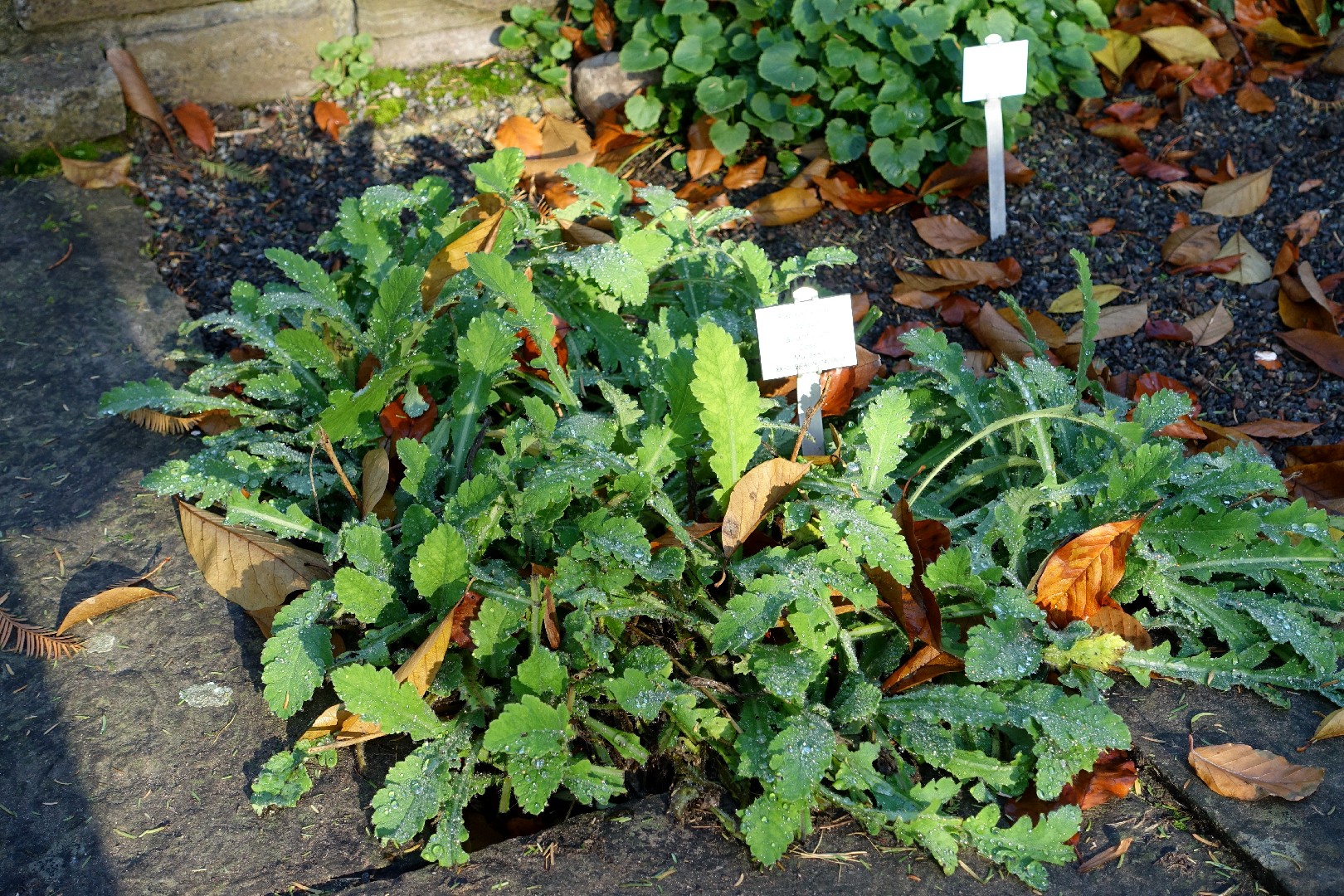 Atlas mohn (Papaver atlanticum) - PictureThis