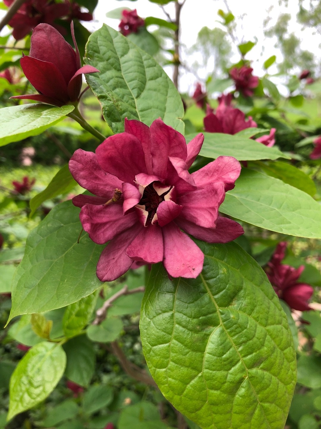 Sweetshrub Care (Watering, Fertilize, Pruning, Propagation) - PictureThis