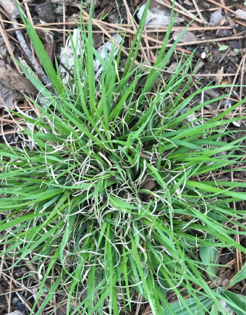 Hierba de la pobreza (Danthonia spicata) - PictureThis