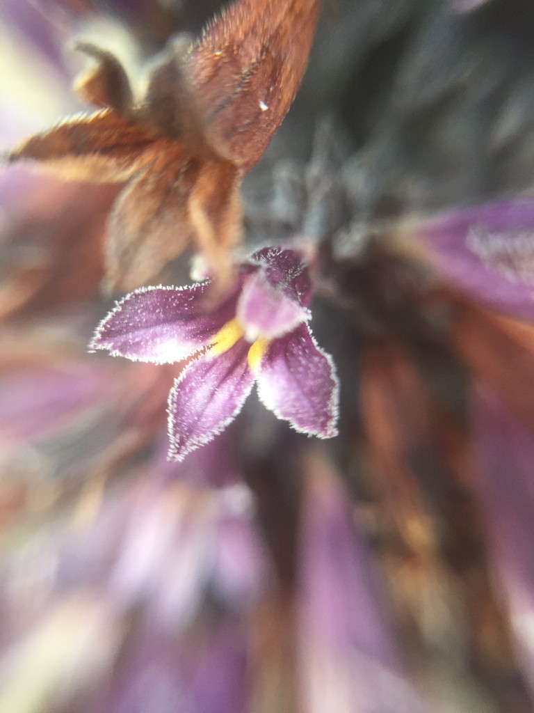 Chaparral broomrape (Aphyllon tuberosum) Flower, Leaf, Care, Uses ...