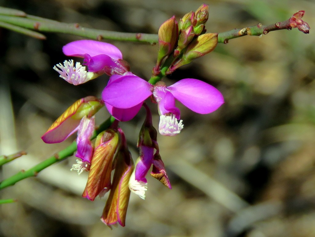 Polygala garcinii - PictureThis