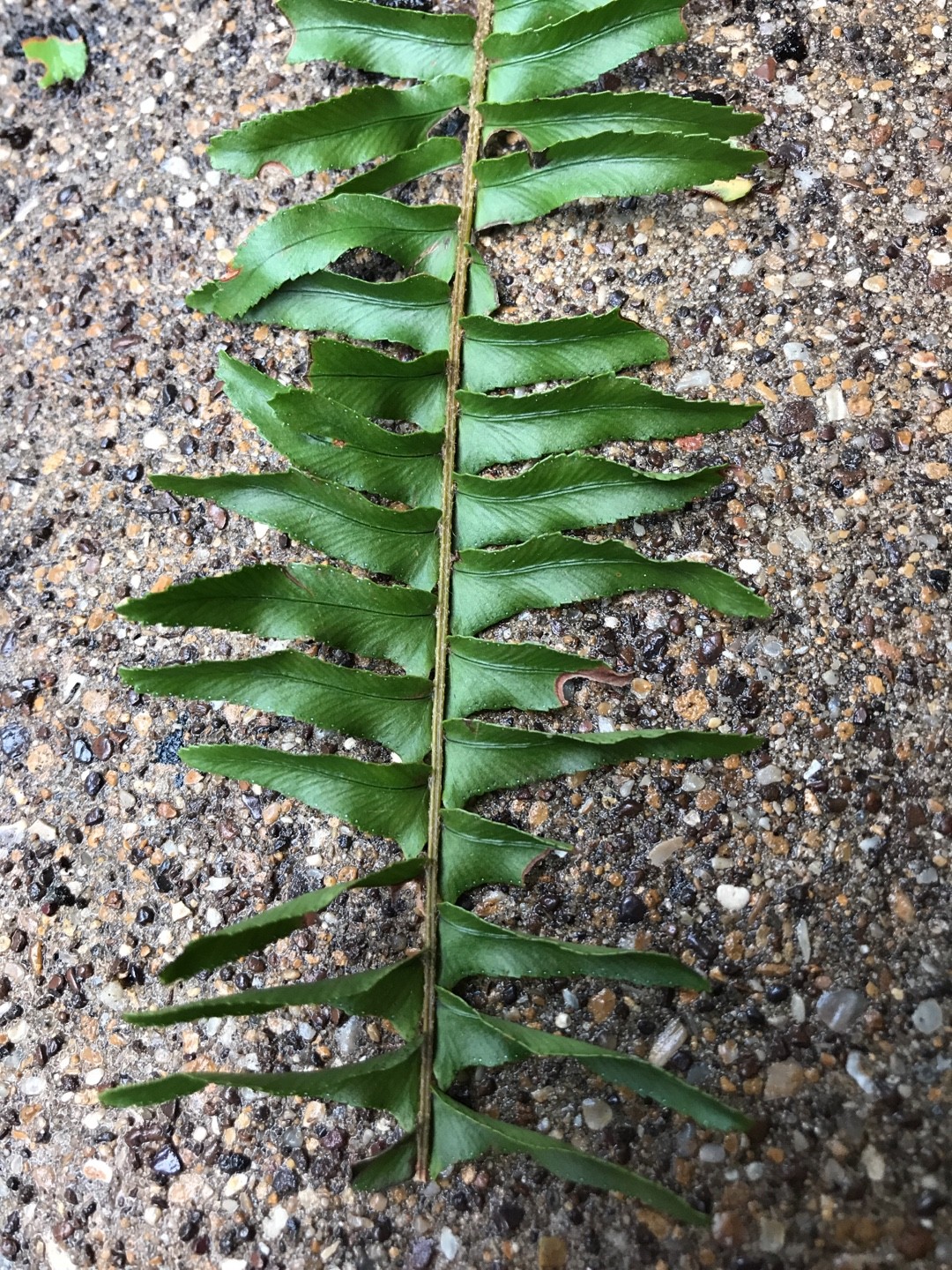 Asplenium excisum - PictureThis