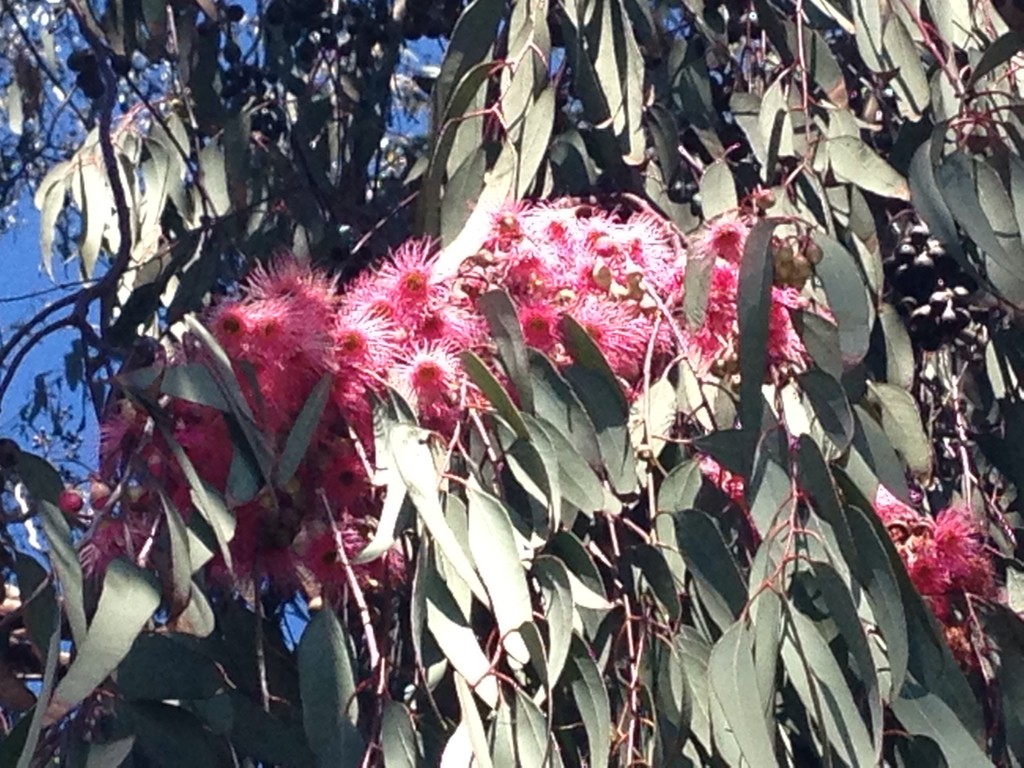 Red ironbark (Eucalyptus sideroxylon) Flower, Leaf, Care, Uses ...