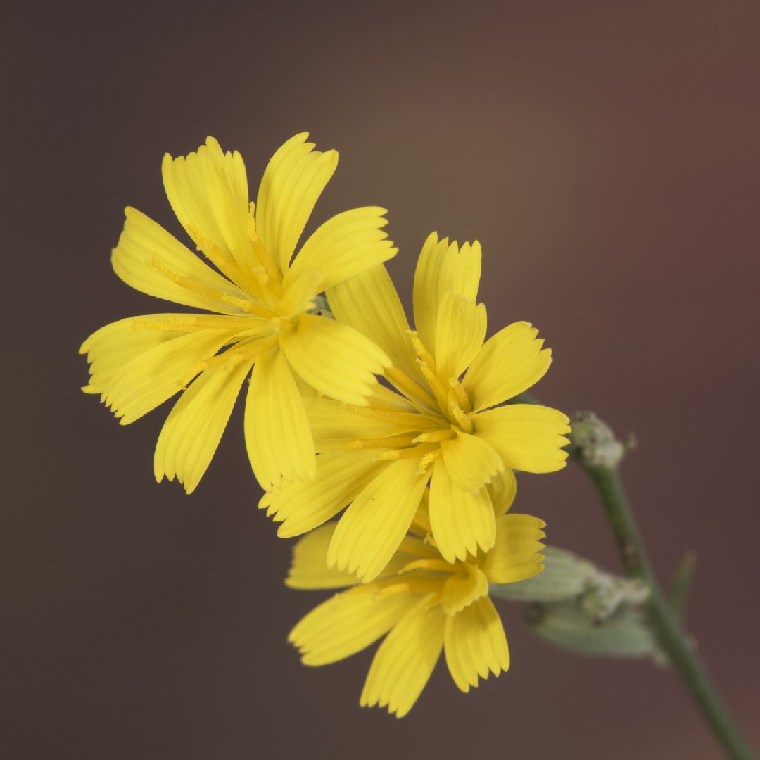 Chondrilla Care (Watering, Fertilize, Pruning, Propagation) - PictureThis