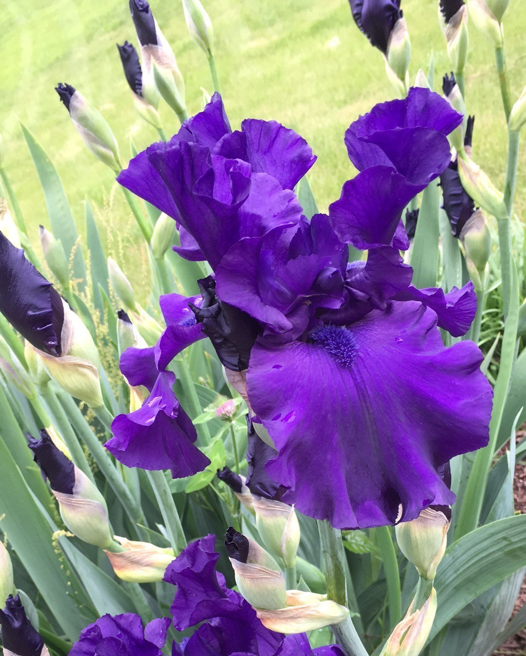 Irises (Iris) - PictureThis
