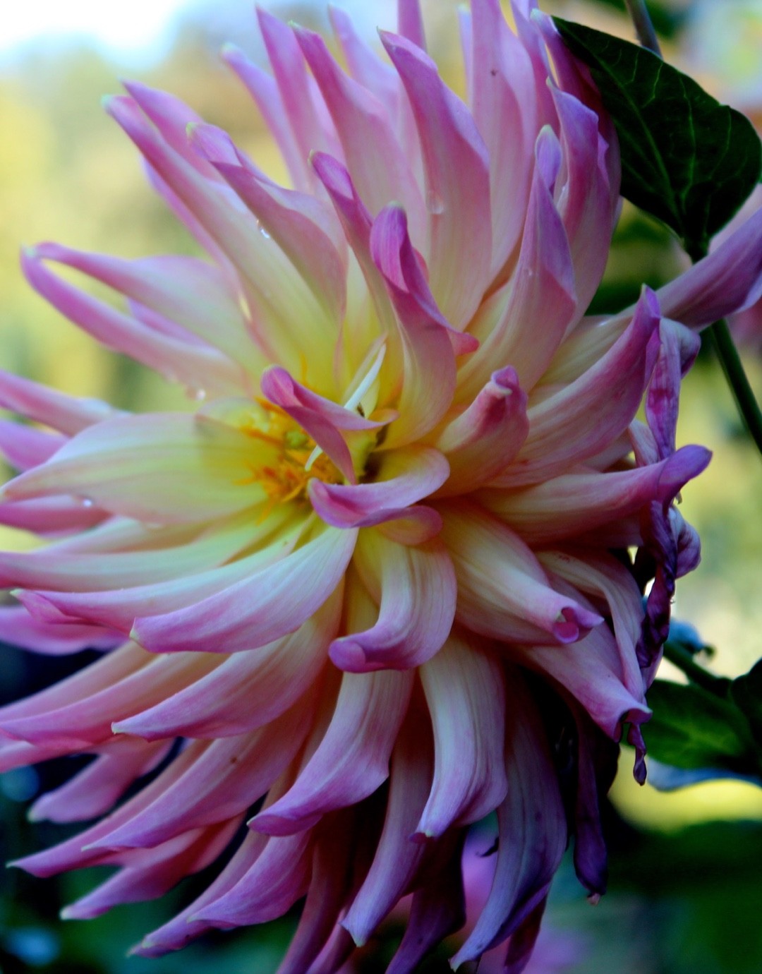 Dahlia (Dahlia) Flower, Leaf, Care, Uses - PictureThis