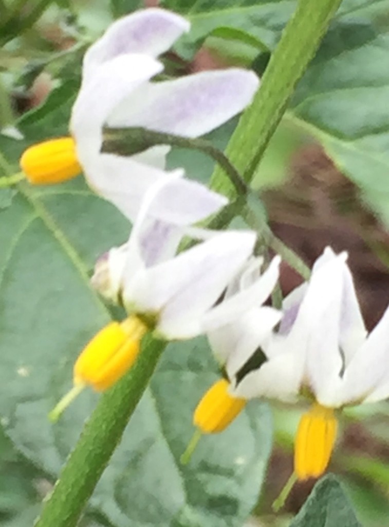 Solanum furcatum - PictureThis