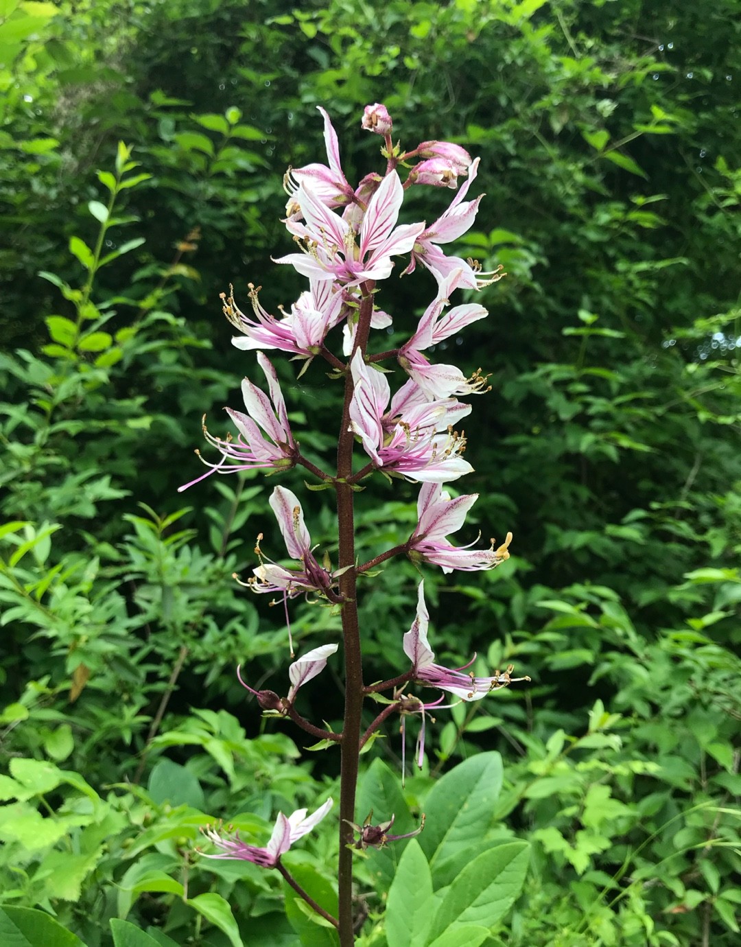 Dictamnus Care (Watering, Fertilize, Pruning, Propagation) - PictureThis