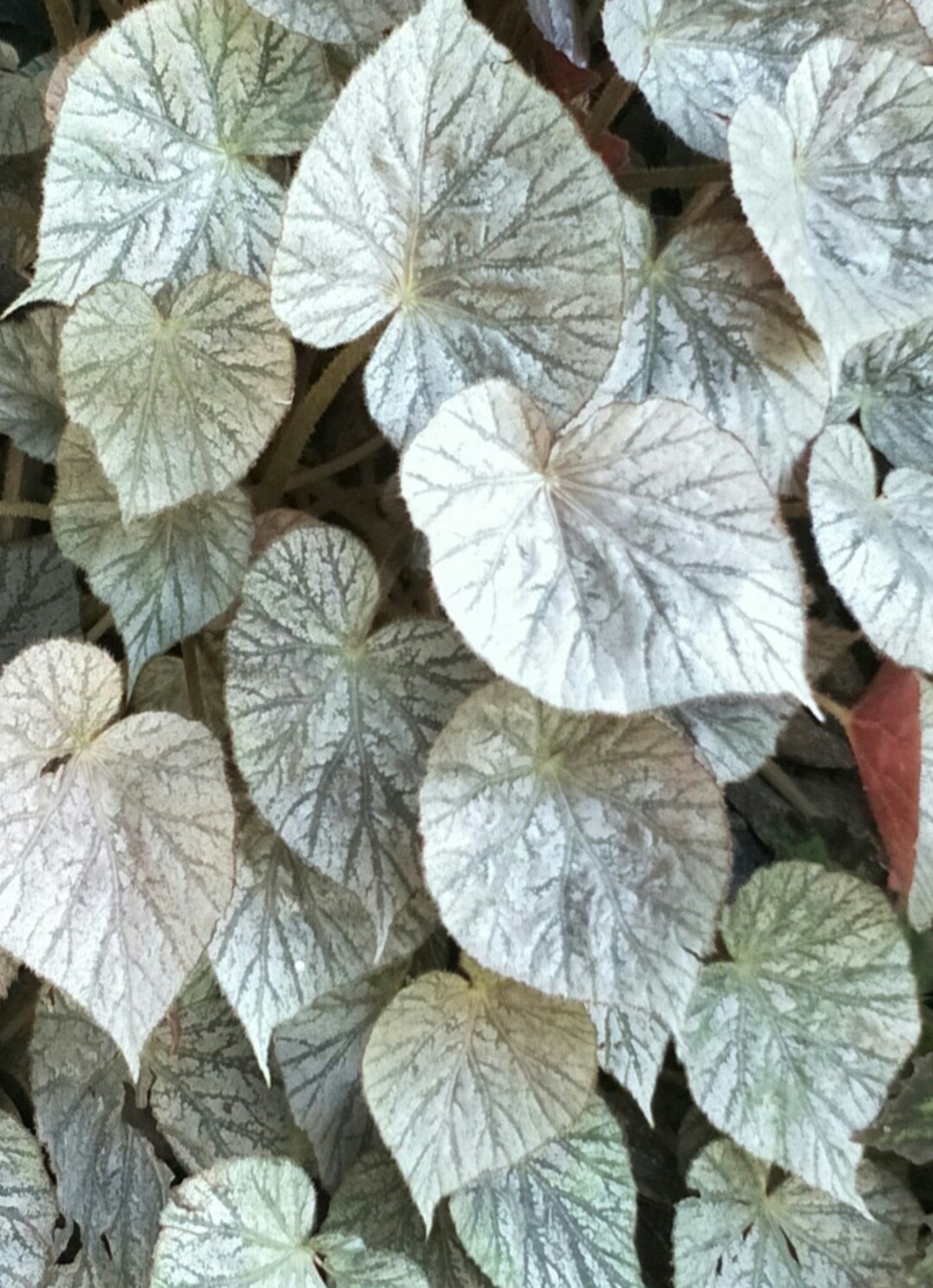 Begonia 'Mirage' 照顧，種植，繁殖，開花時間 - PictureThis