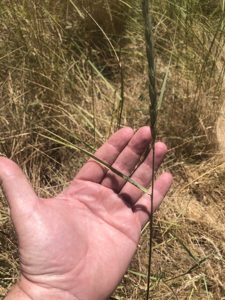 Spike Bentgrass Care (Watering, Fertilize, Pruning, Propagation ...