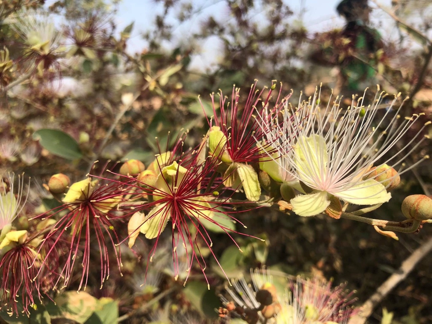 🍀 How to Grow and Care for Ceylon caper