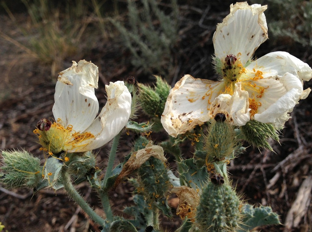 Mojave pricklypoppy (Argemone corymbosa) Flower, Leaf, Care, Uses ...